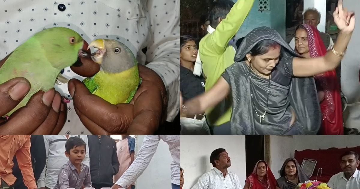 Parrot weds myna in unique wedding photos went viral know how baratis ...