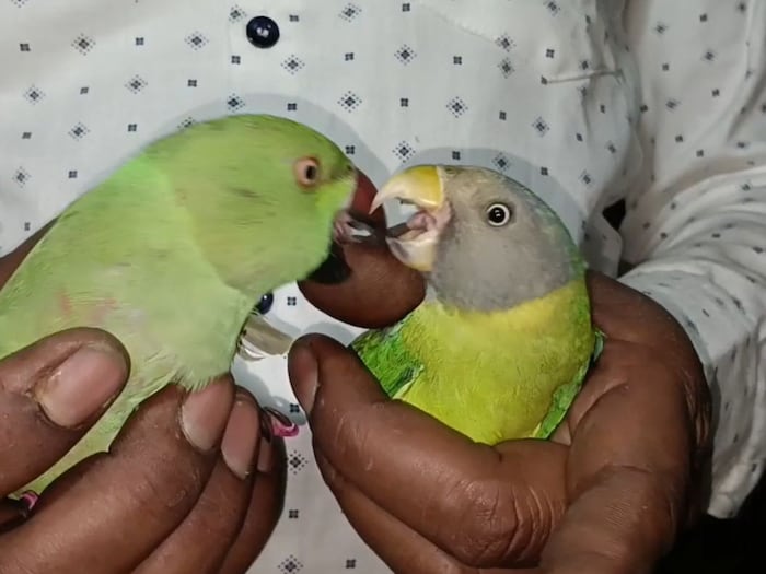 Parrot weds myna in unique wedding photos went viral know how baratis ...