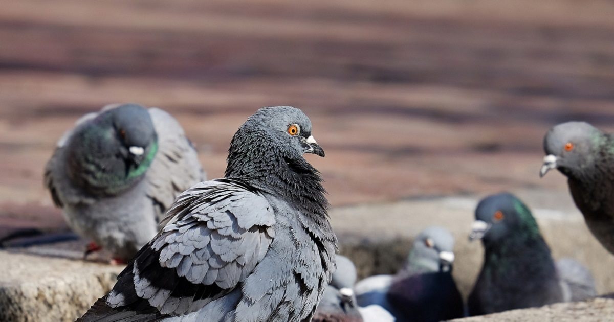 Pigeons solve problems like intelligent machines - इंटेलिजेंस मशीन की ...