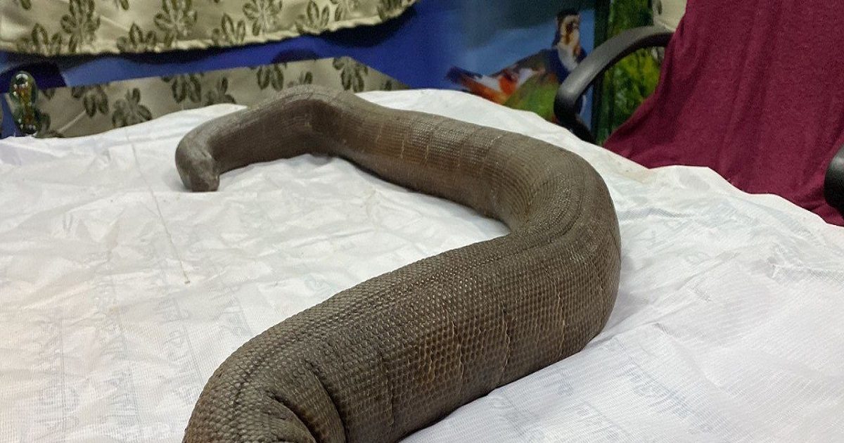 Kolkata west bengal red sand boa snake 4 smuggler arrested black market ...