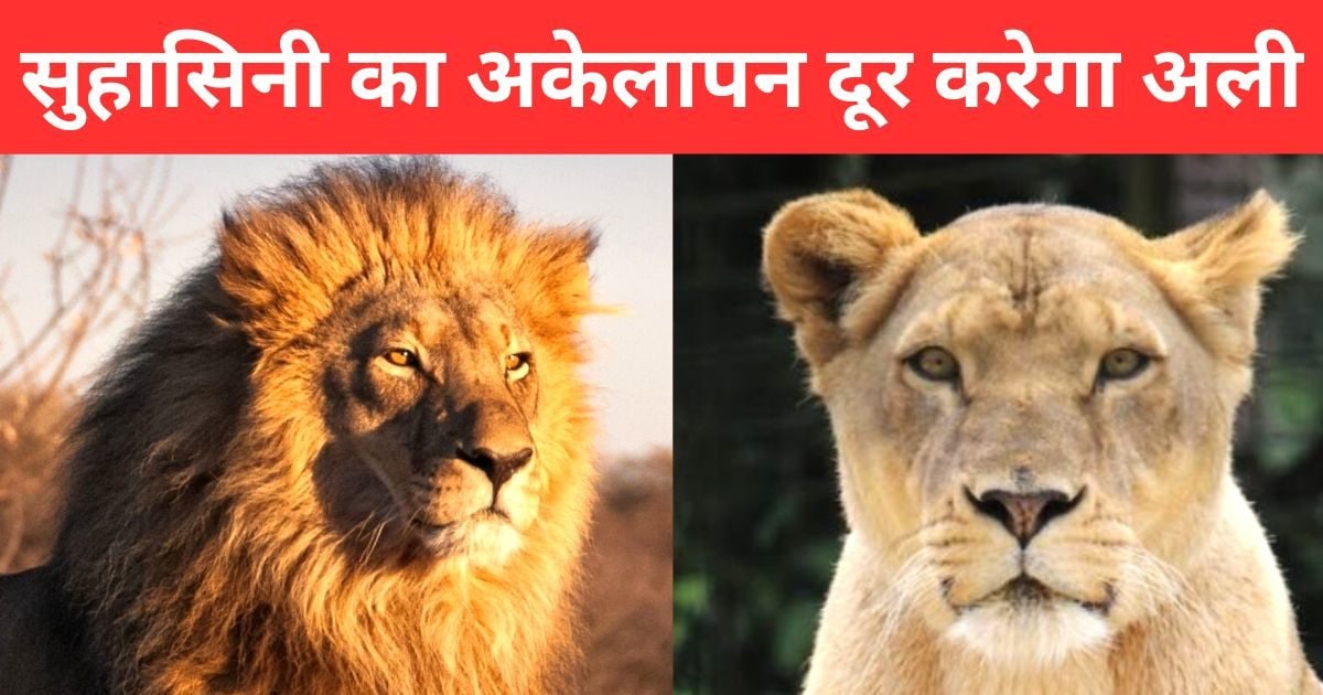 Wild life jaipur lioness suhasini and udaipur lion ali to be meet in ...