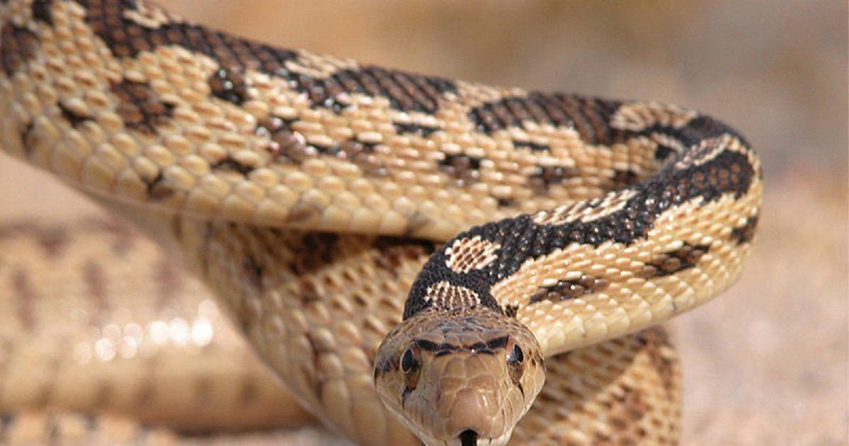 Snake Story: यूपी के इस शहर में नींद से जागे जहरीले सांप, नाग-नागिन से ...