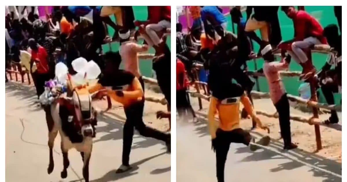 Social viral media man hits bull without reason and instant his karma ...