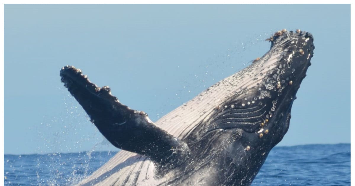 How did the sperm whale fish reach the middle of the desert and 7 ...