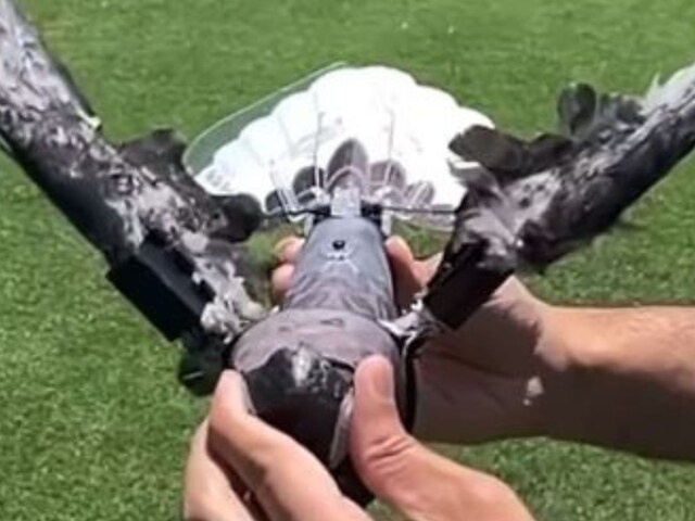 Stuffed dead birds made into drones could spy on animals or humans ...