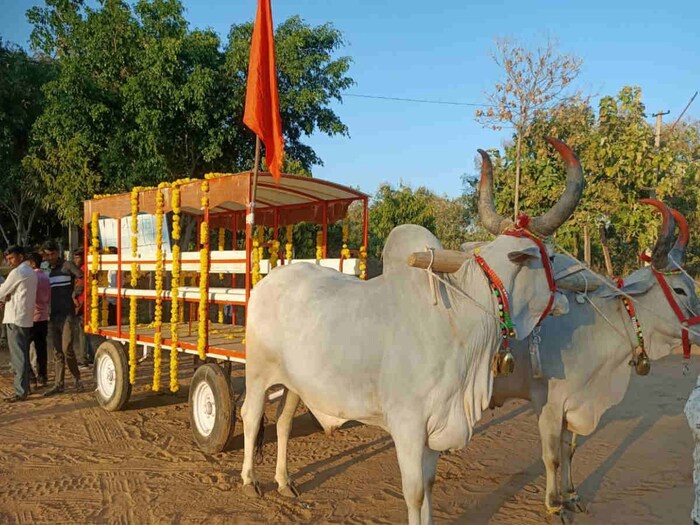 Cow Wedding in Pathmeda: Bride and groom tied knot among 11000 cow 1000 ...