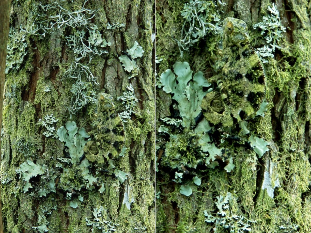 It will not be easy to see the lizard hidden in the picture it is ...