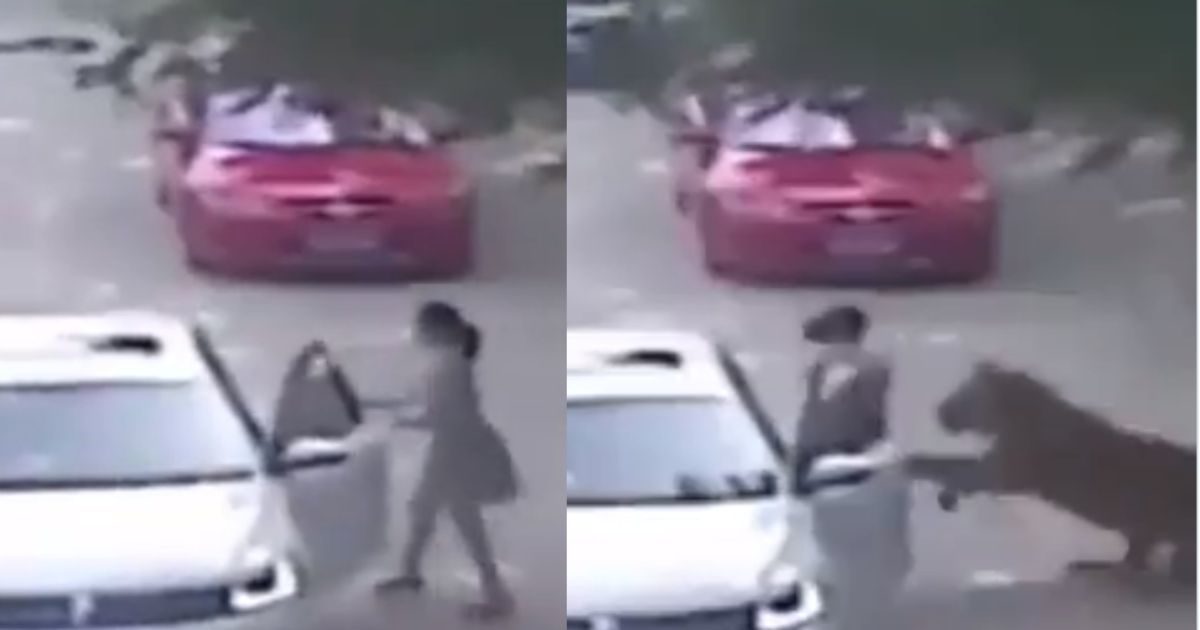 Wildlife viral tiger pulled the woman as soon as she got out of the car ...