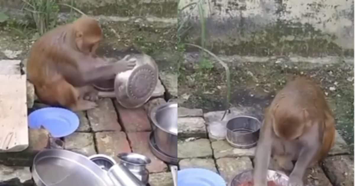 Wildlife viral Monkey shown washing dishes like maid will laugh a lot ...