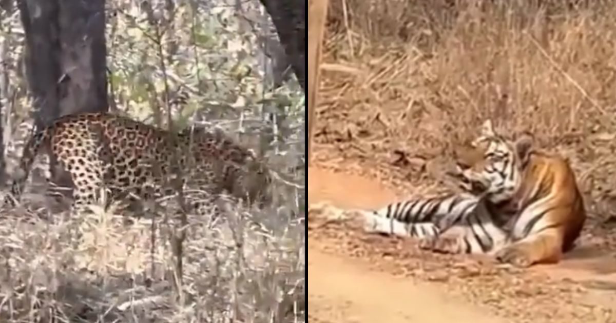 Wildlife viral Leopard intruded into tiger territory face off between ...