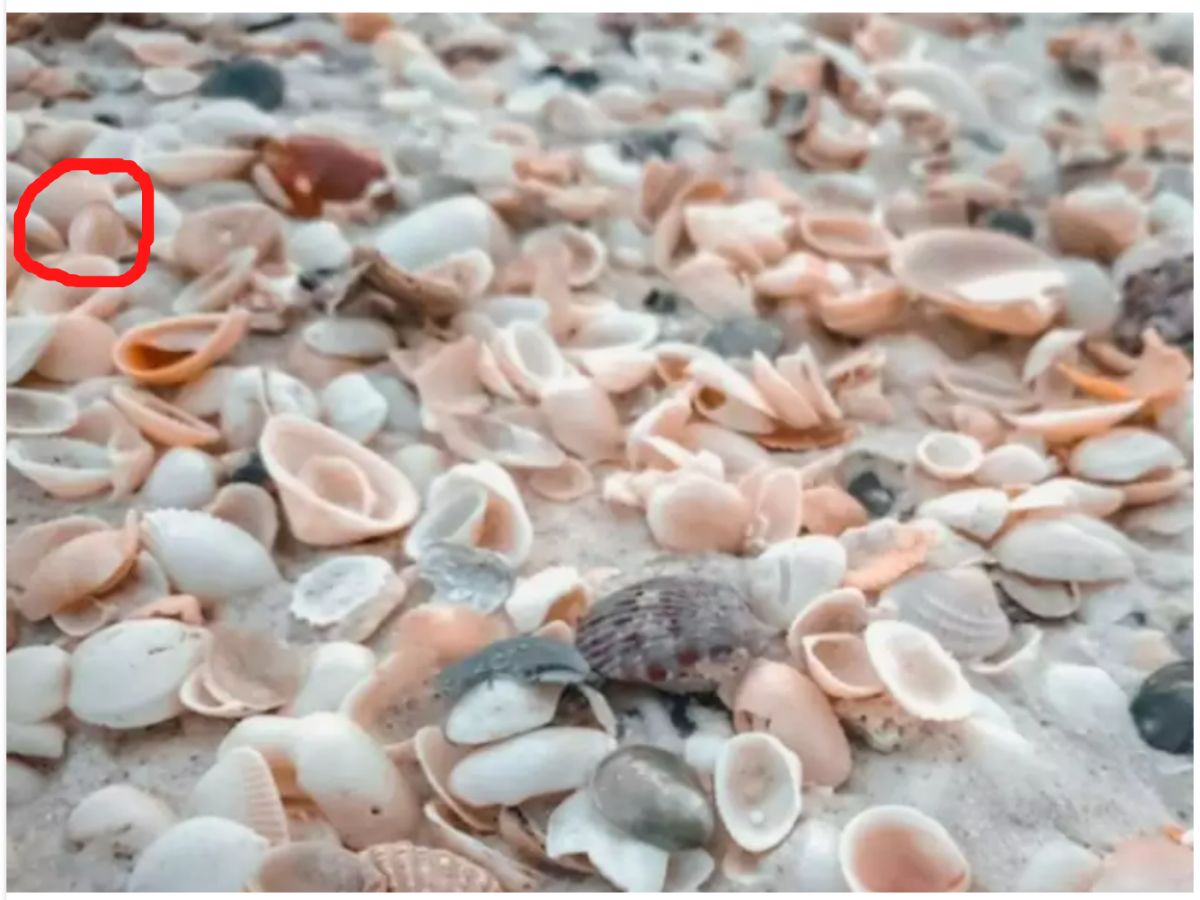 Do you see an egg among many shells Riddle to be solved in 10 seconds ...