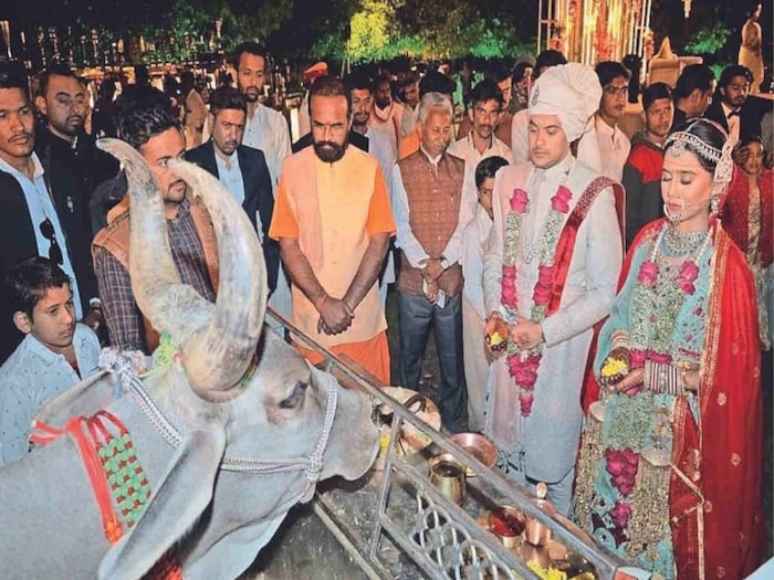 Cow Wedding in Pathmeda: Bride and groom tied knot among 11000 cow 1000 ...