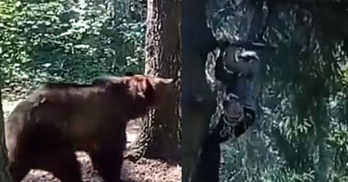Bear attack man on tree try to climb tree bear on tree viral video ...