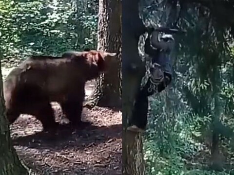 Bear attack man on tree try to climb tree bear on tree viral video ...