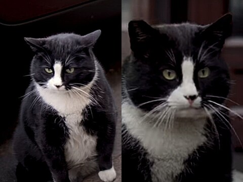 Poland cat becomes famous tourist attraction among medival age ...