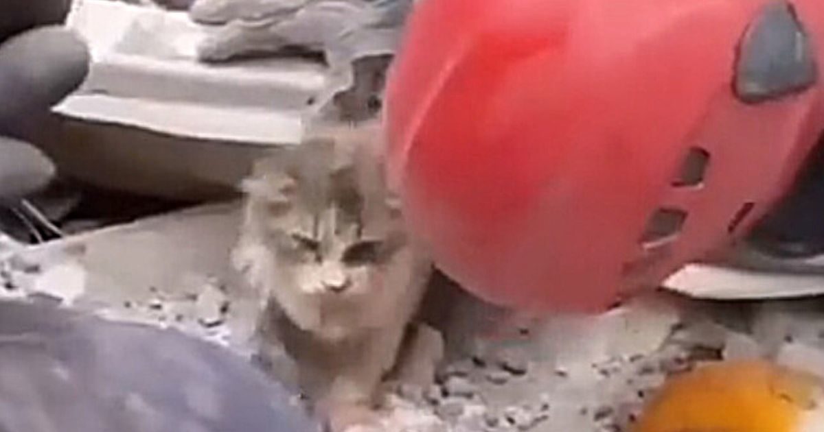 Turkey cat rescued from earthquake debris internet praise rescuers ...