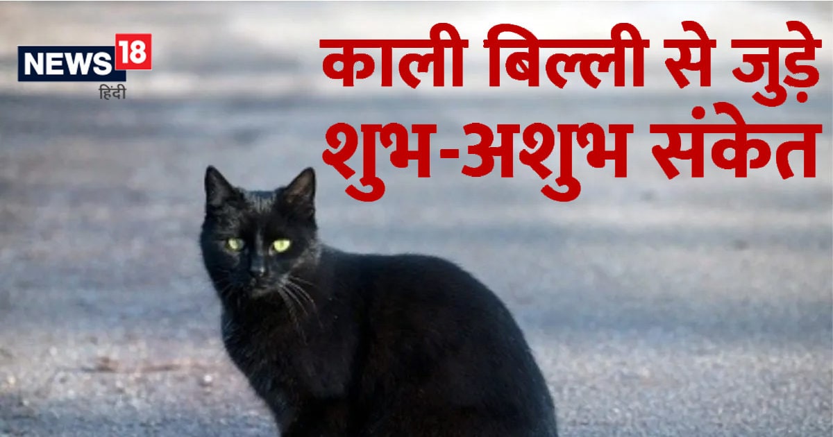 अचानक काली बिल्ली दिखना हो सकता है शुभ संकेत, जिंदगी में आ जाएंगे ये ...