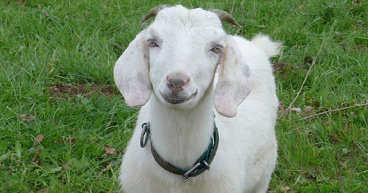 Punjab Two sides clash over missing goat one killed and one injured ...