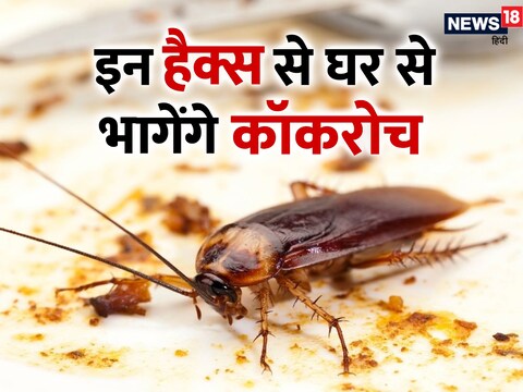 How to get rid of cockroaches in kitchen easy hacks tips tilchatta ...