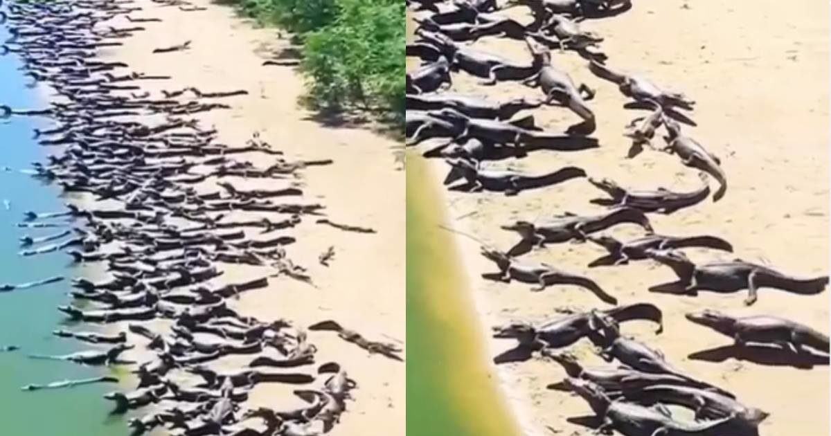 Alligators herd seen on beach viral video of hundreds of alligators ...
