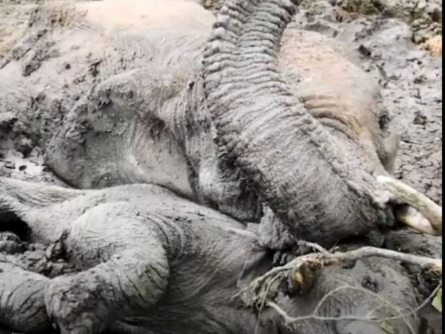 A baby elephant his mother are sinking in a muddy pit ifs susanta nanda ...