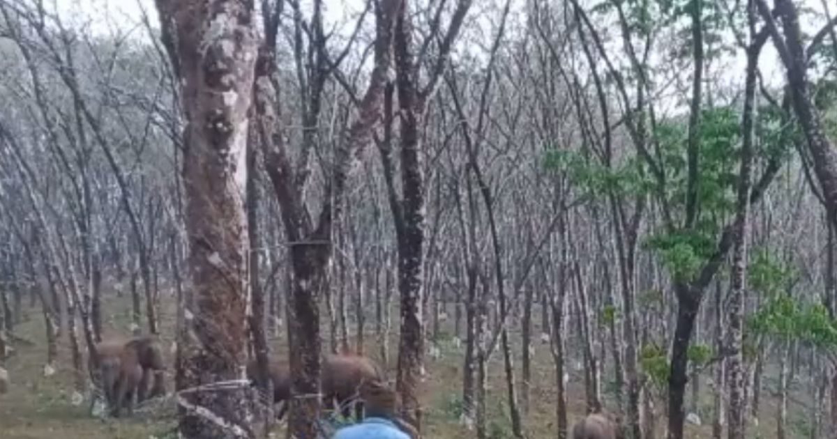 Elephant attack rubber tapping man in jungle in kerala viral video ...