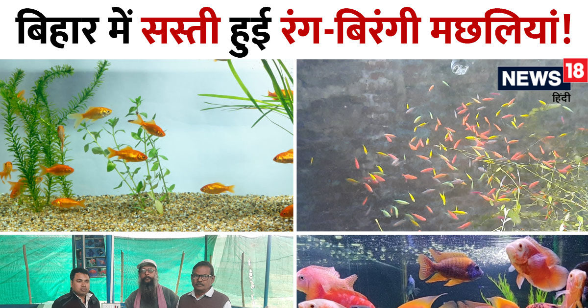 Cheap colorful fishes for aquarium in Bihar available in nalanda now ...
