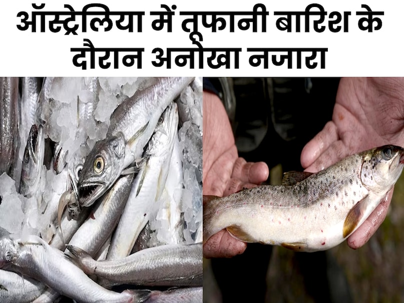 Omg fish starts falling from sky with heavy rain in lajamanu village ...