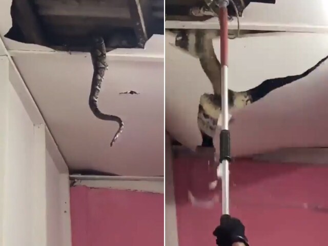 Giant python fall from ceiling of house horrific video viral - Viral ...