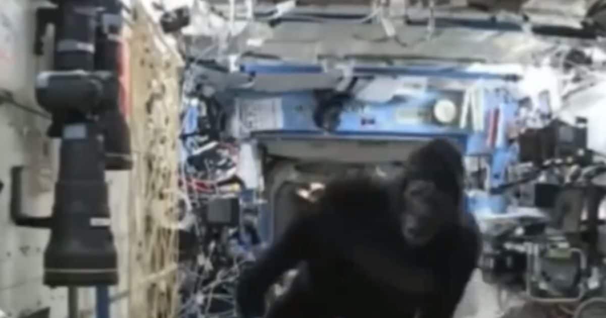 Gorilla in space gorilla prank by astronaut in space station viral ...