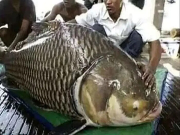 Big fish 18 kg Katla fish caught in Padma river Bangladesh - यहां नदी ...
