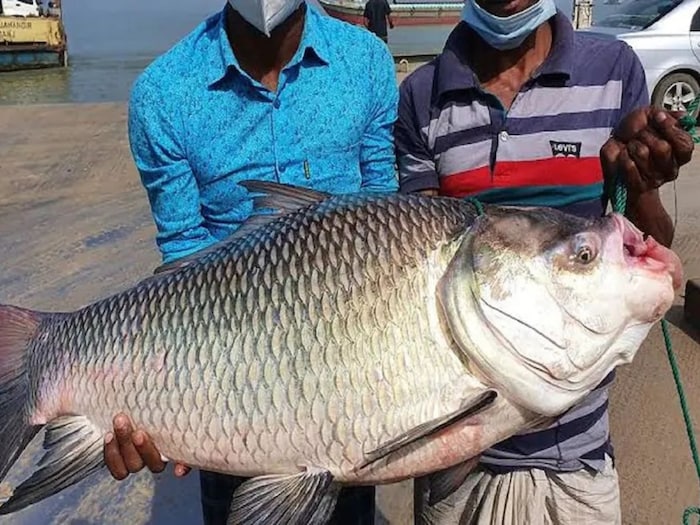Big fish 18 kg Katla fish caught in Padma river Bangladesh - यहां नदी ...