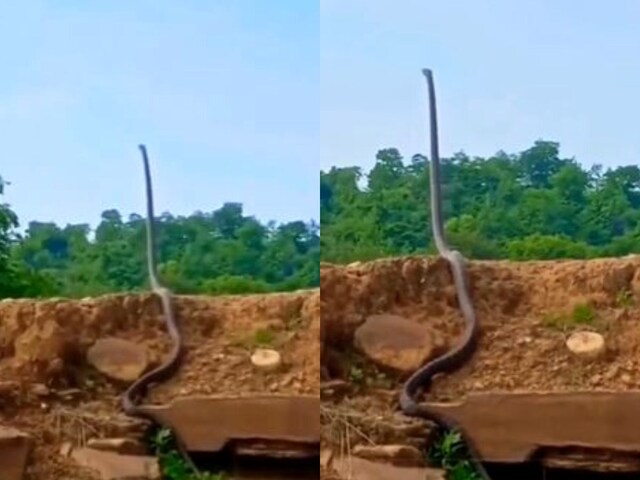 King cobra standing on tail ifs susanta nanda share video rongte khade ...