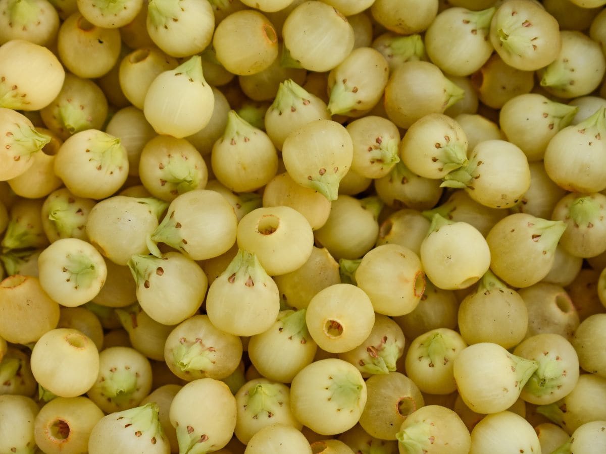 Journey of taste: Mahua communicates 'strength' in the body, Ayurveda ...