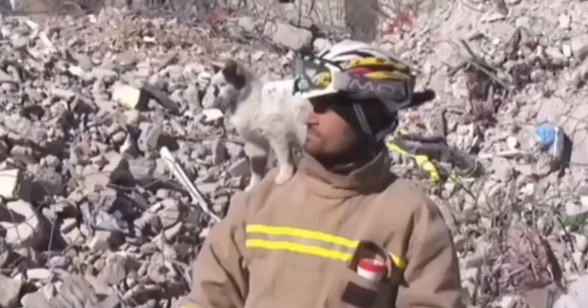 Turkey cat refuse to leave rescuer saved from earthquake rubbles viral ...