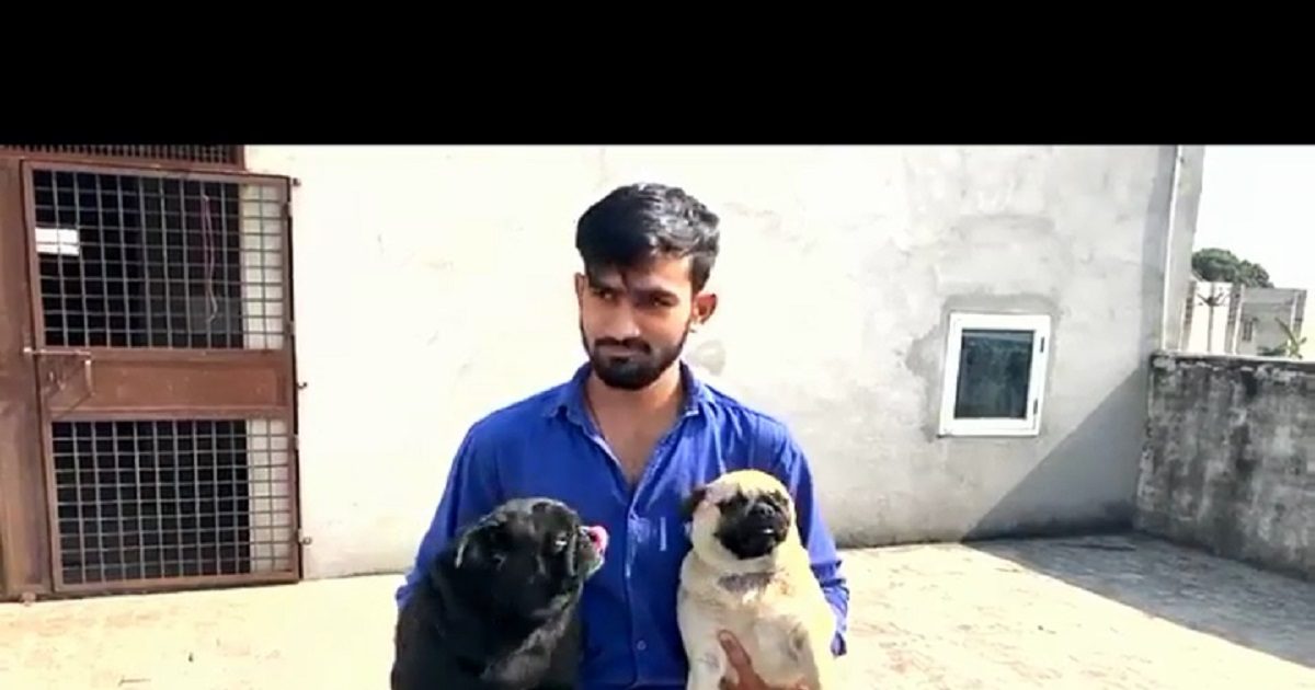 Meerut dog lover ayush earning more than one lac rupees per year ...