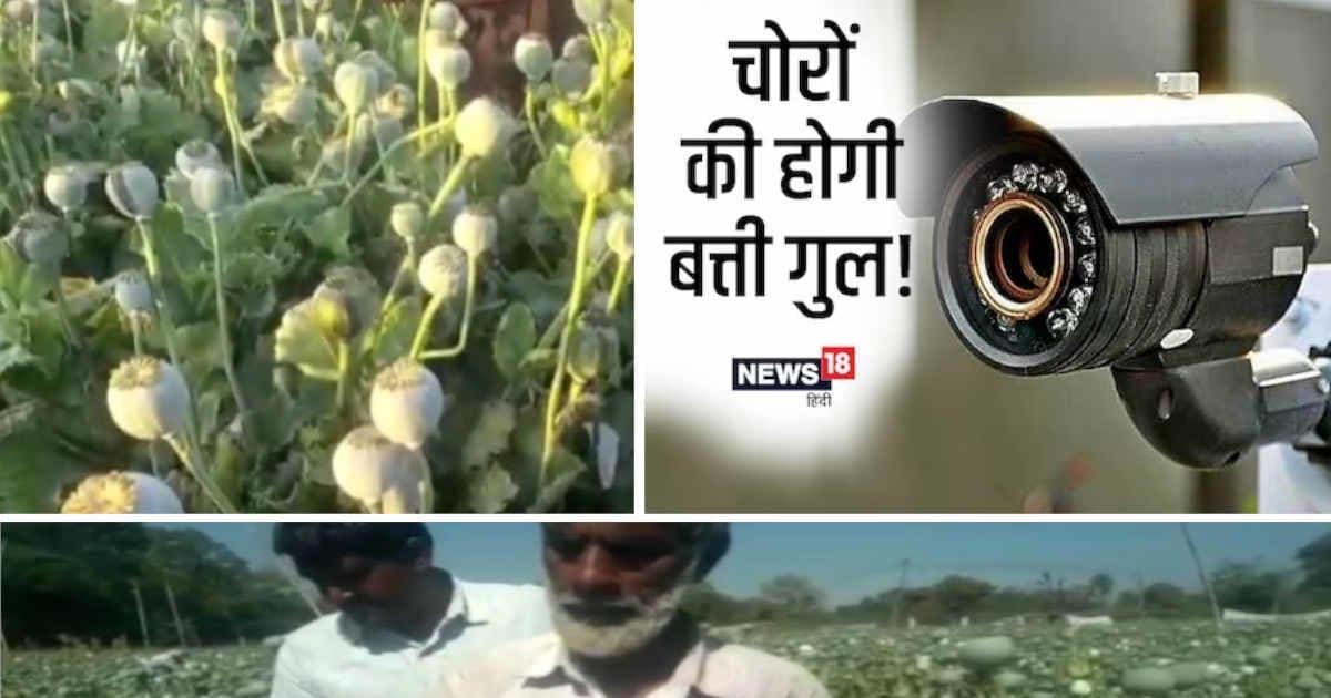 Black Gold Farming in Rajasthan, how opium farmers monitoring most ...