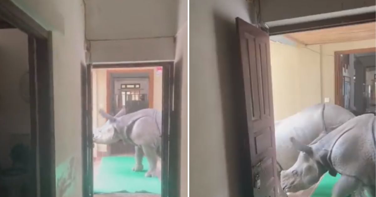 Rhinos walking in room in chitwan national park ifs officer susanta ...