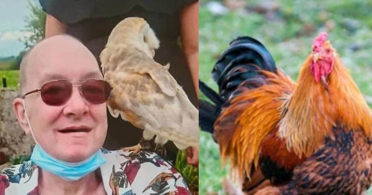 Man died after brutal attack by aggressive chicken survived cancer but ...