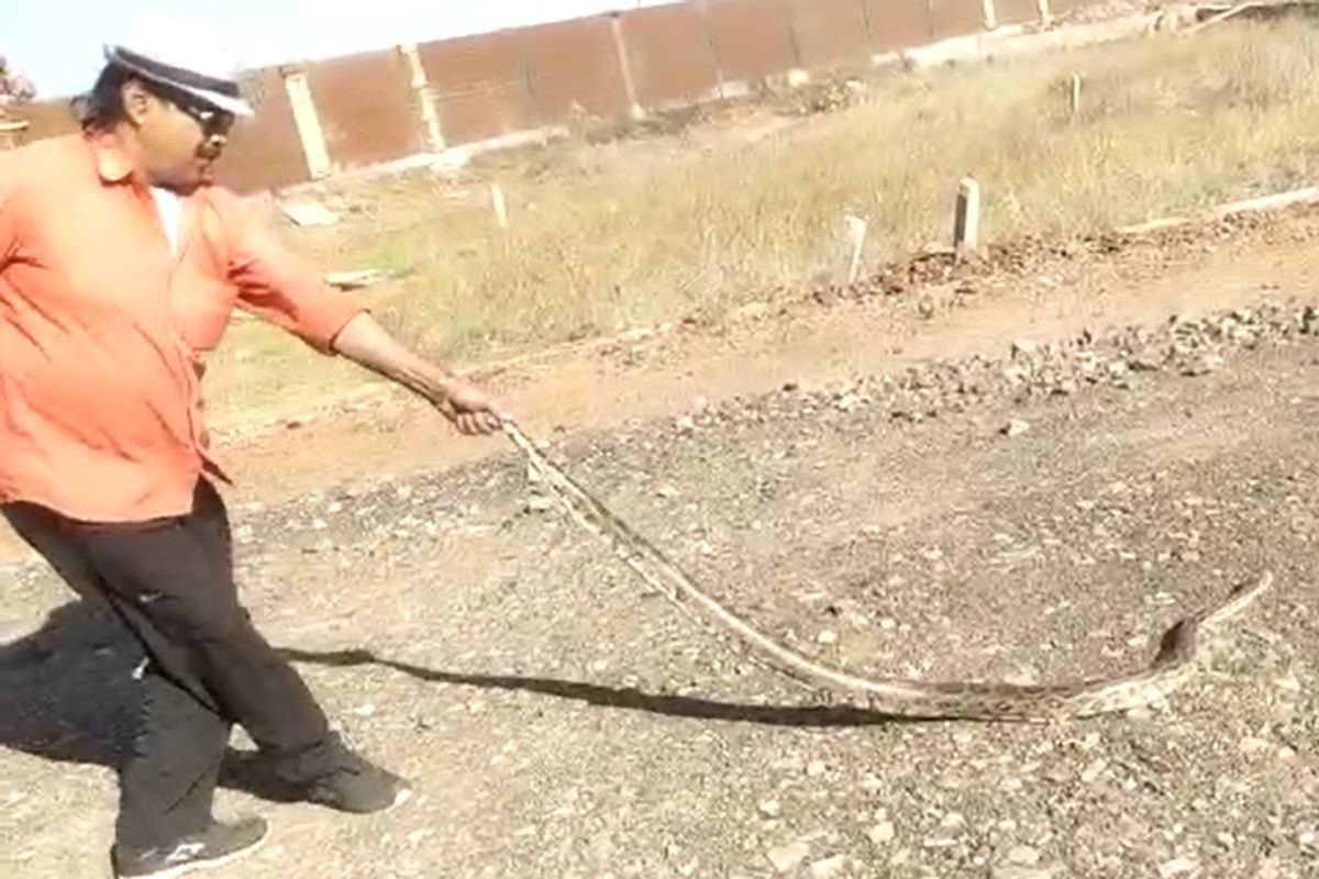 VIDEO: खुदाई कर रहे थे मजदूर तभी जमीन के अंदर से निकला 7 फीट लंबा अजगर ...