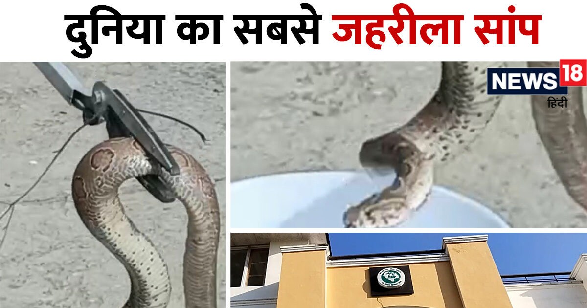 World poisonous snake found in kangra dehra area forest department ...