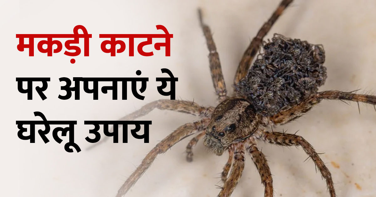 Do not panic if you are bitten by a spider 4 home remedies will relief ...