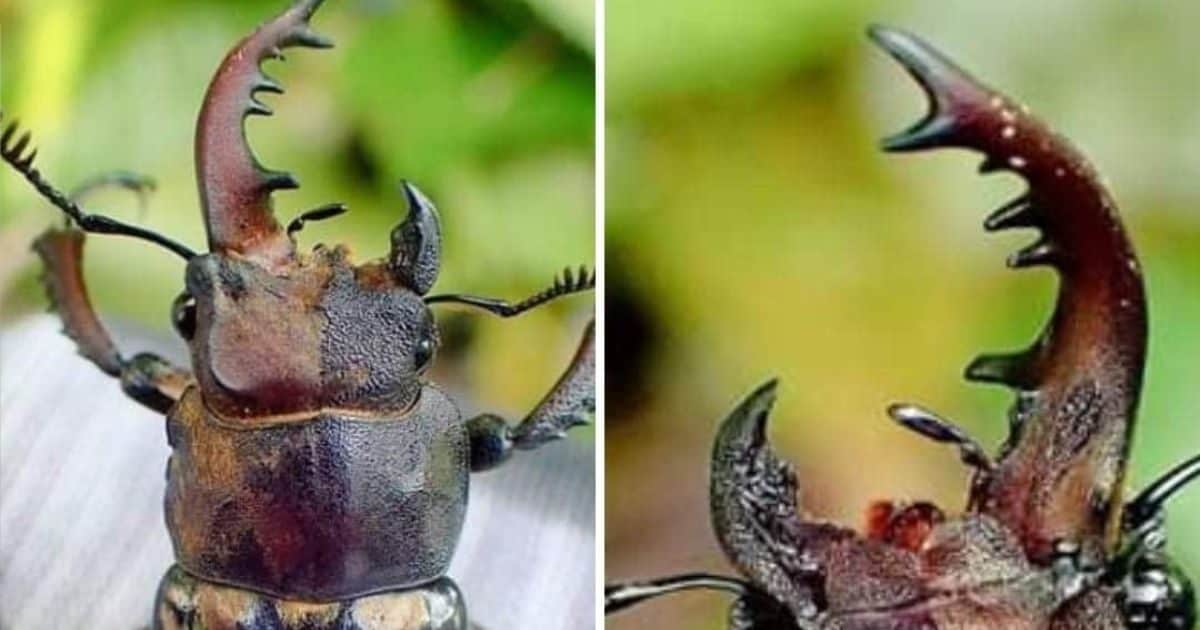 Worlds most expensive insect stag beetle can make you millionaire ...