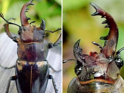 Worlds most expensive insect stag beetle can make you millionaire ...