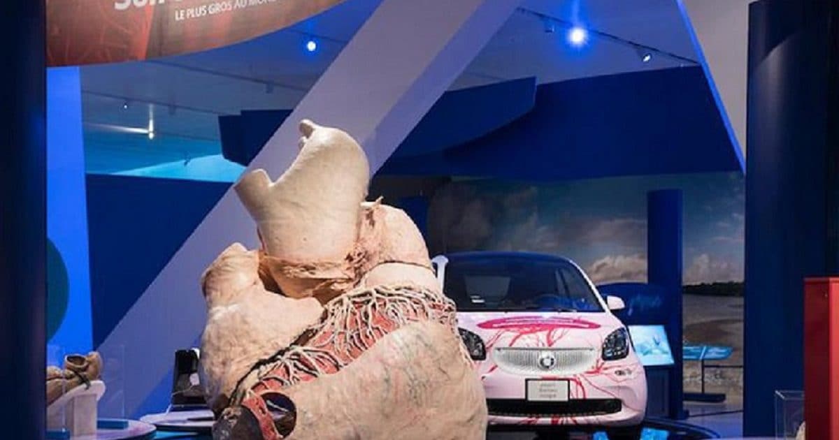 Whale heart is huge in size like a car wide and long weight too is very ...