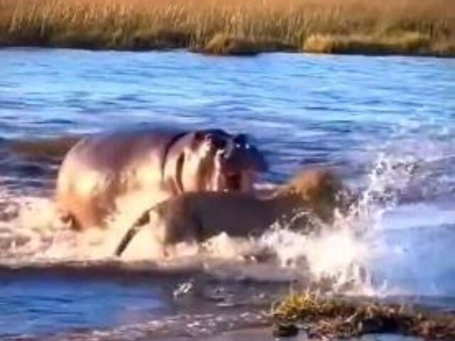 When the hippo chasing lions it lost its life while running see the ...