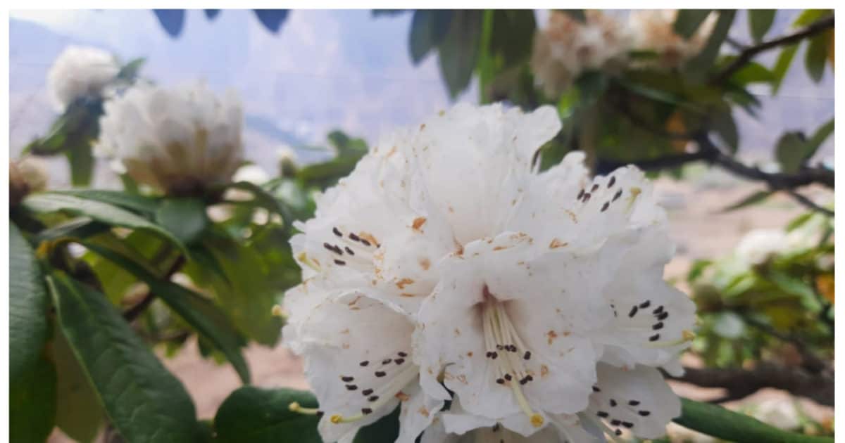White buransh Flower and tree becomes center of attraction amid red ...