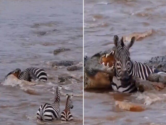 Wildlife viral crocodiles attack zebra in river crocodile hunt zebra ...