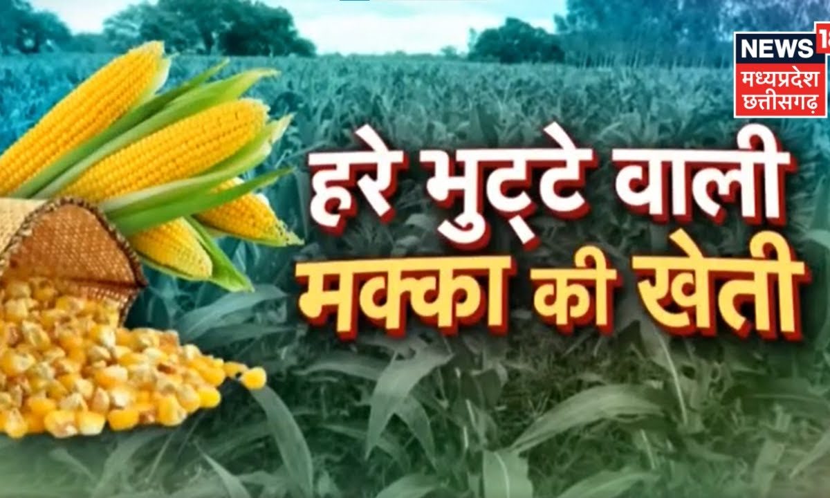 Makka Ki Kheti | जानिए कैसे करे हरे भुट्टे वाली मक्का की खेती | Multi ...