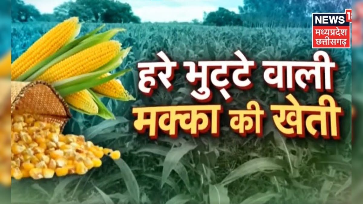 Makka Ki Kheti | जानिए कैसे करे हरे भुट्टे वाली मक्का की खेती | Multi ...